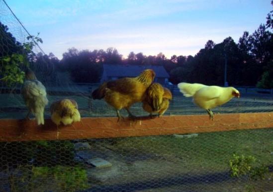 What to Do with Chickens During a Tornado or Hurricane - Grit